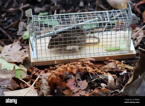 Live Mouse In Trap Hi Res Stock Photography And Images Alamy