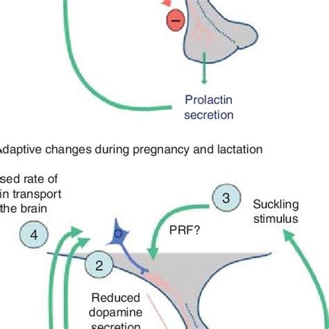 Pdf The Hypothalamo Prolactin Axis