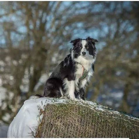 边牧专栏丨室外养边境牧羊犬的注意事项狗狗攻击性因为