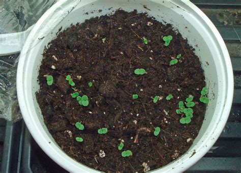 Монарда: посадка и уход в открытом грунте, виды и сорта с фото