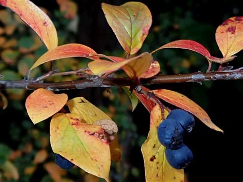 Cotoneaster Acutifolius Turcz Skalník Ostrolistý Skalník