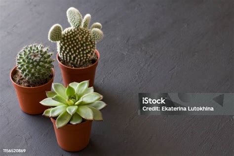 선인장과 다육 식물의 세 개의 작은 냄비는 검은 색 또는 어두운 현대 콘크리트 배경에 서있다 선인장 오펀티아 Crassulaceae 텍스트 상단 및 측면 보기에 대한 공간을