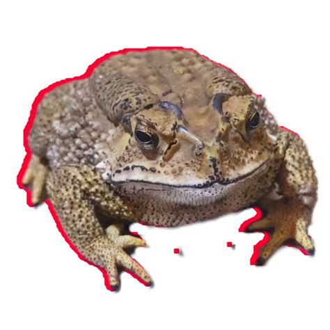 Animal Frog Survival Youtube