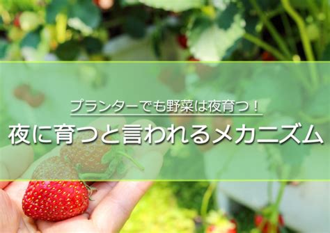 プランター栽培でも植物は夜育つって本当？収穫の時期なども解説！ トレトレの「家庭菜園」のすすめ
