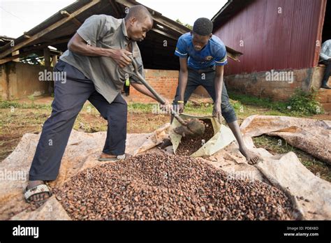 Cocoa Bean Fermentation Hi Res Stock Photography And Images Alamy