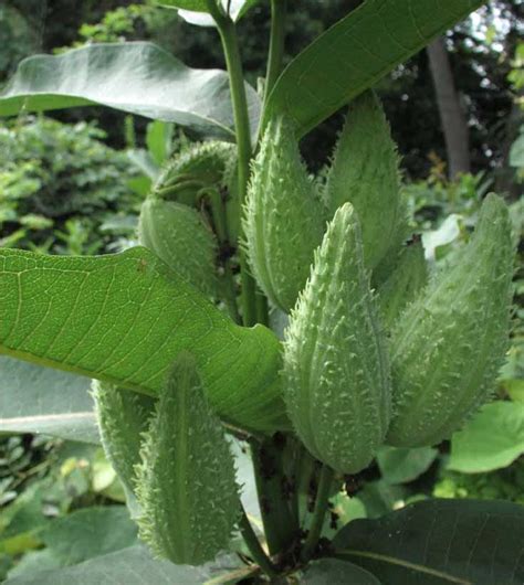 Wild Edible Common Milkweed Asclepias Syriaca 40 Seeds