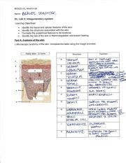 OL Lab Integumentary System Anatomy Thermoregulation Course Hero