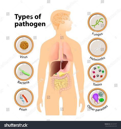 Pathogen Virus Bacteria Prion Fungus Helminths Toxins And Other Pathogen Virus Bacteria Prion Fungus Helminths Toxins And Other