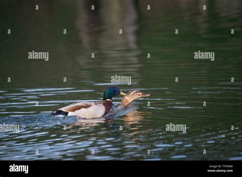 Mallard Duck Male Female Mating Hi Res Stock Photography And Images Alamy