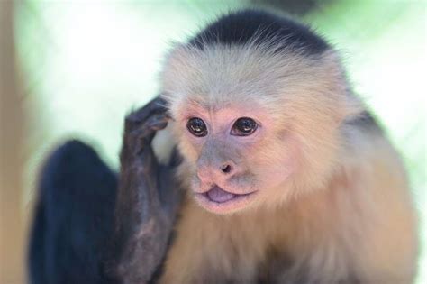 Female Animals Who Really Love Sex The Dodo