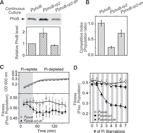 Superior Fitness Of The Wt Strain With Coupled Feedback Download