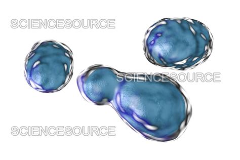 Cryptococcus Fungus Illustration Stock Image Science Source Images Cryptococcus Fungus Illustration Stock Image Science Source Images