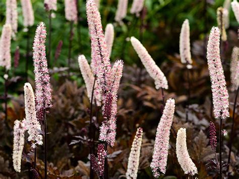 Actaea Simplex Brunette