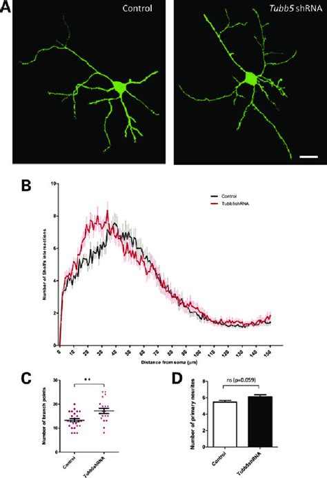 Knockdown Of Tubb5 Leads To Altered Dendritic Arborization Of Layer Ii Download Scientific