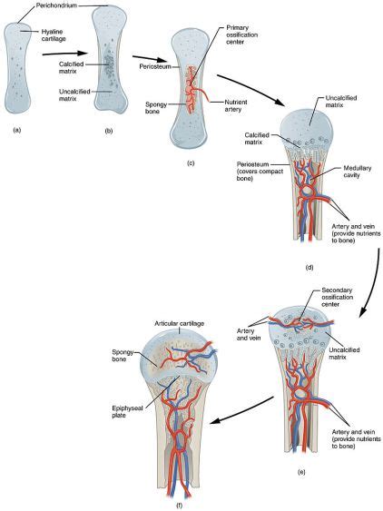 Difference Between Dermal And Endochondral Ossification Compare The Difference Between Similar