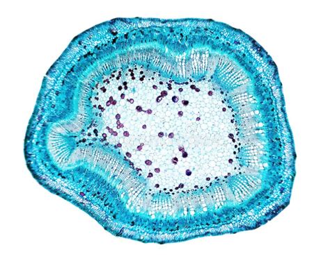 Plant Cells Stock Illustration Illustration Of Micro 278011875