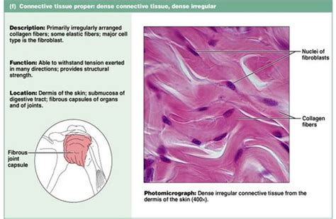 Dense Irregular Connective Tissue Diagram