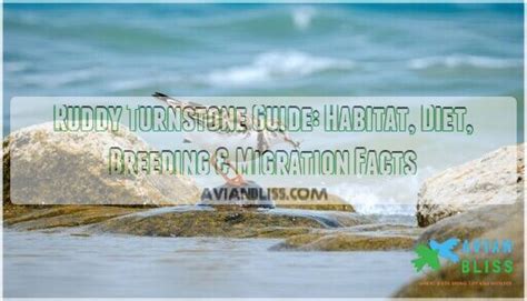 Ruddy Turnstone Guide Habitat Diet Breeding And Migration Facts