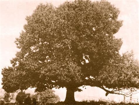 Will Release Of Gmo American Chestnut Trees Have Unforeseen