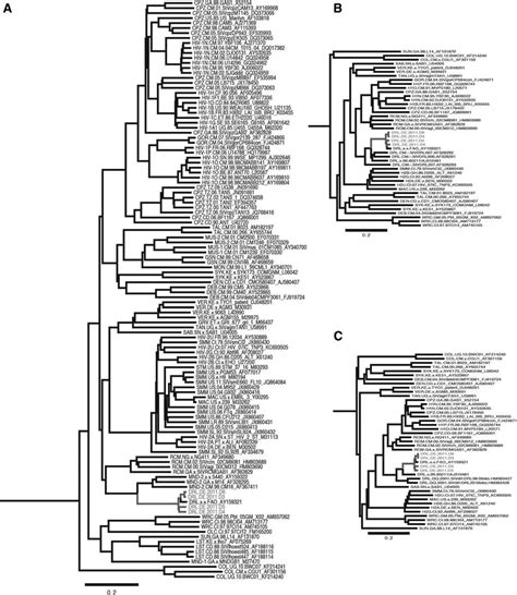 Phylogenetic Trees Phylogenetic Trees Were Constructed From Complete Download Scientific