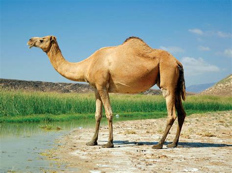 Do Camels Store Water In Their Humps
