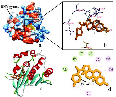 Molecular Docking Interactions A 3d Surface Structure Of Dna Gyrase Download Scientific