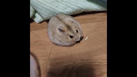 해바라기씨 먹다 세수하는 햄스터 푸딩 Youtube