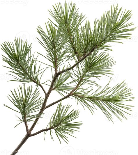 Pine Tree Branch 51096311 Png
