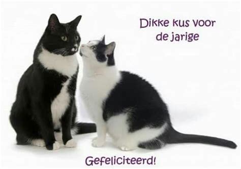 Gefeliciteerd Poes Verjaardag Katten Verjaardag Dieren Verjaardagscitaat
