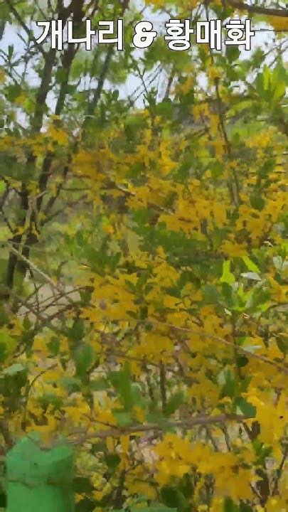 개나리와 황매화 Youtube