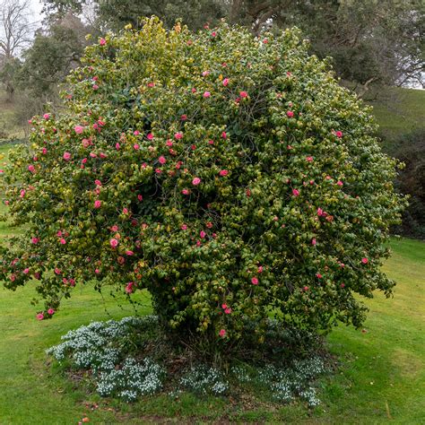 How To Prune Camellias A Step By Step Guide To