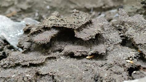 White Termites Are Eusocial Insects That Are Classified At The