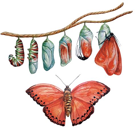 Metamorphosis Of The Papillon Butterfly Stage Of Butterfly Butterfly