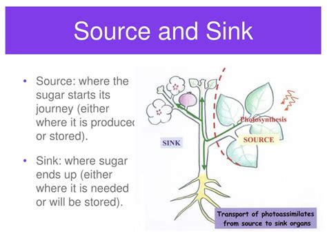 Xylem And Phloem A Plants Source And Sink Anna39s Plants