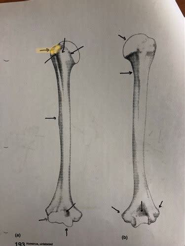 Humerus Diagram Flashcards Quizlet