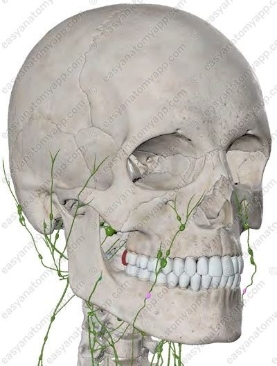 Lymph Nodes And Vessels Of The Head And Neck Easy Anatomy 3d