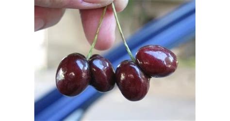 Пръскайте срещу черешова муха Български Фермер