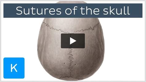 Lambdoid Suture Anatomy And Function Kenhub