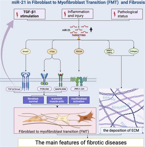 Mir 21 In Fibroblast To Myofibroblast Transition Fmt And Fibrosis Download Scientific Diagram
