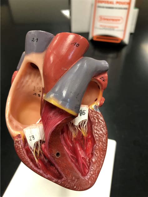 Lab Quiz 4 Heart Diagram Quizlet