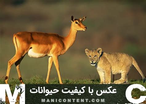 مانی کانتنت نرم افزار مکمل طراحی تدوین Mc Us Mani Content Live With Calrista Treasure