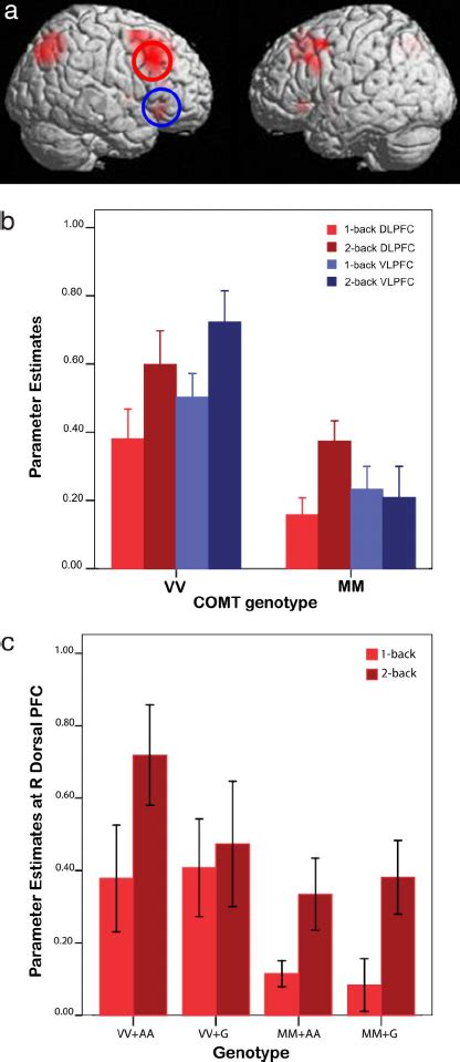 Working Memory Task Activations A Surface Rendering Of Regions