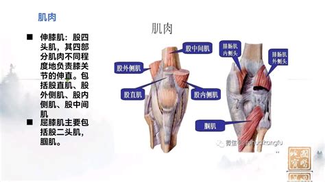 膝骨关节炎的定义解剖及生物力线 健康160