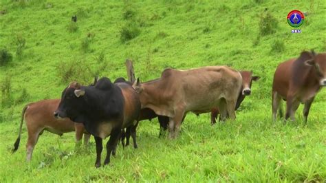 ເມືອງຊ່ອນໃຫ້ຄວາມສຳຄັນກຸ່ມການຜະລິດ ເພື່ອສົ່ງເສີມການປູກ ການລ້ຽງ Youtube