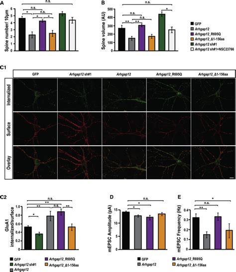 Arhgap12 Regulates Synaptic Structure And Function Via Distinct Domains Download Scientific