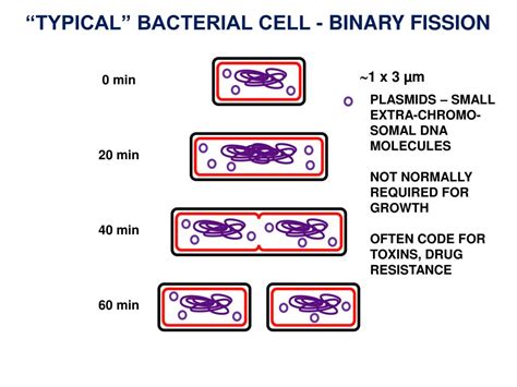 Ppt Cell Shape Coccus Sphere Coccus Single Diplococcus Two Powerpoint Presentation Id
