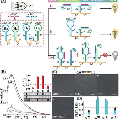 A Design Of The Dna Biocomputing System B Schematic Illustration Download Scientific