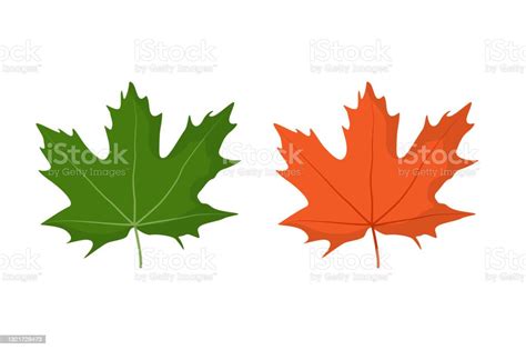 메이플 리프 봄 녹색과 가을 오렌지 흰색 배경에 격리된 벡터 그림 가을에 대한 스톡 벡터 아트 및 기타 이미지 가을 개체 그룹 계절 Istock