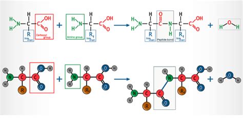 Dipeptides Lesson Definition Formation And Biological Roles