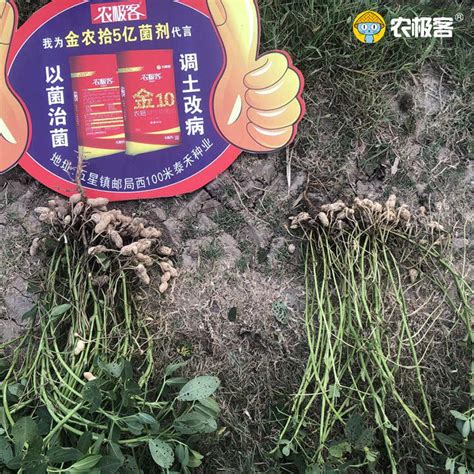 农极客金农拾五亿菌剂 颗粒菌肥 改土生根生物肥料 搜狐大视野 搜狐新闻